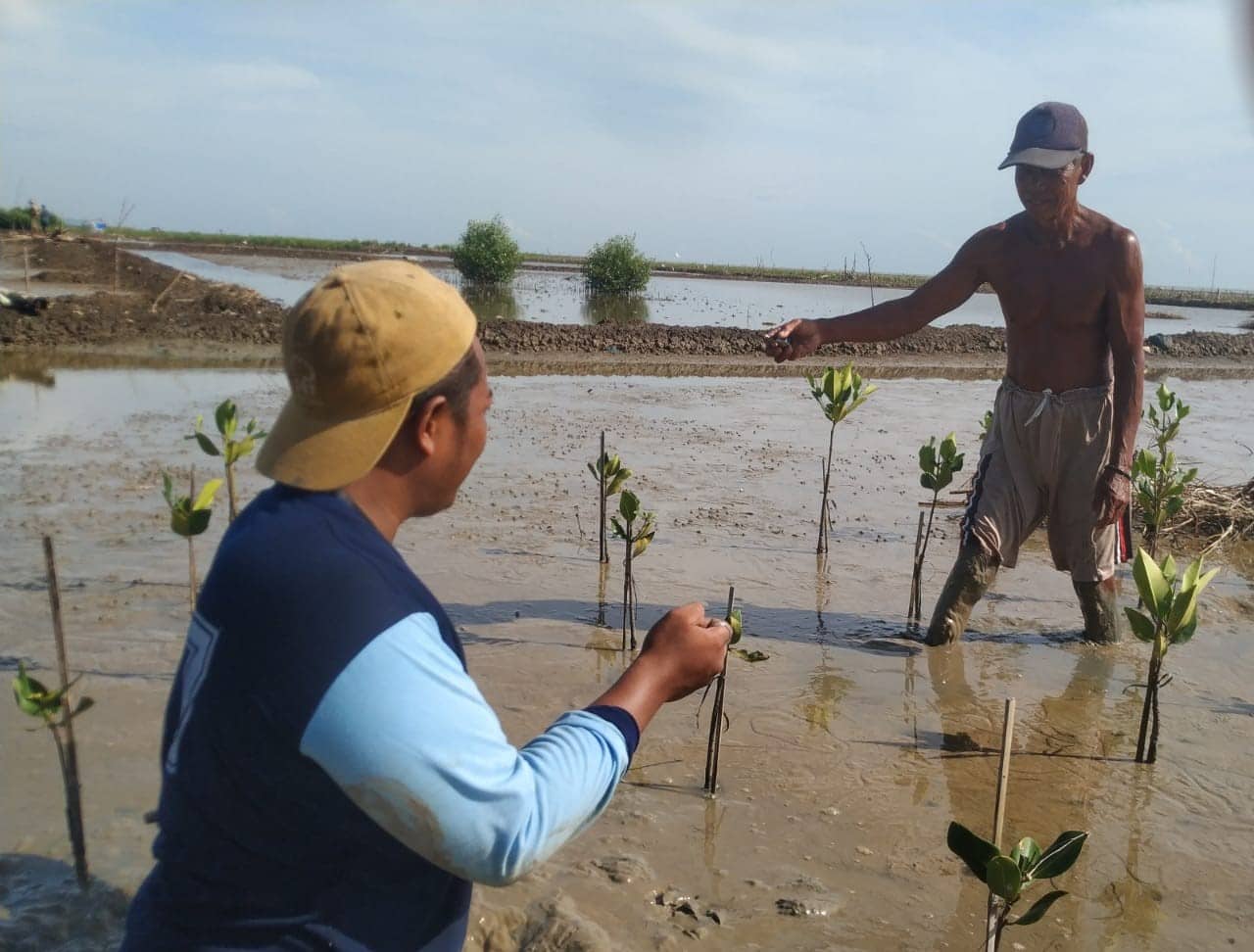 Mangroves Planting Program with EcoMatcher Inspires Villagers to Plant ...