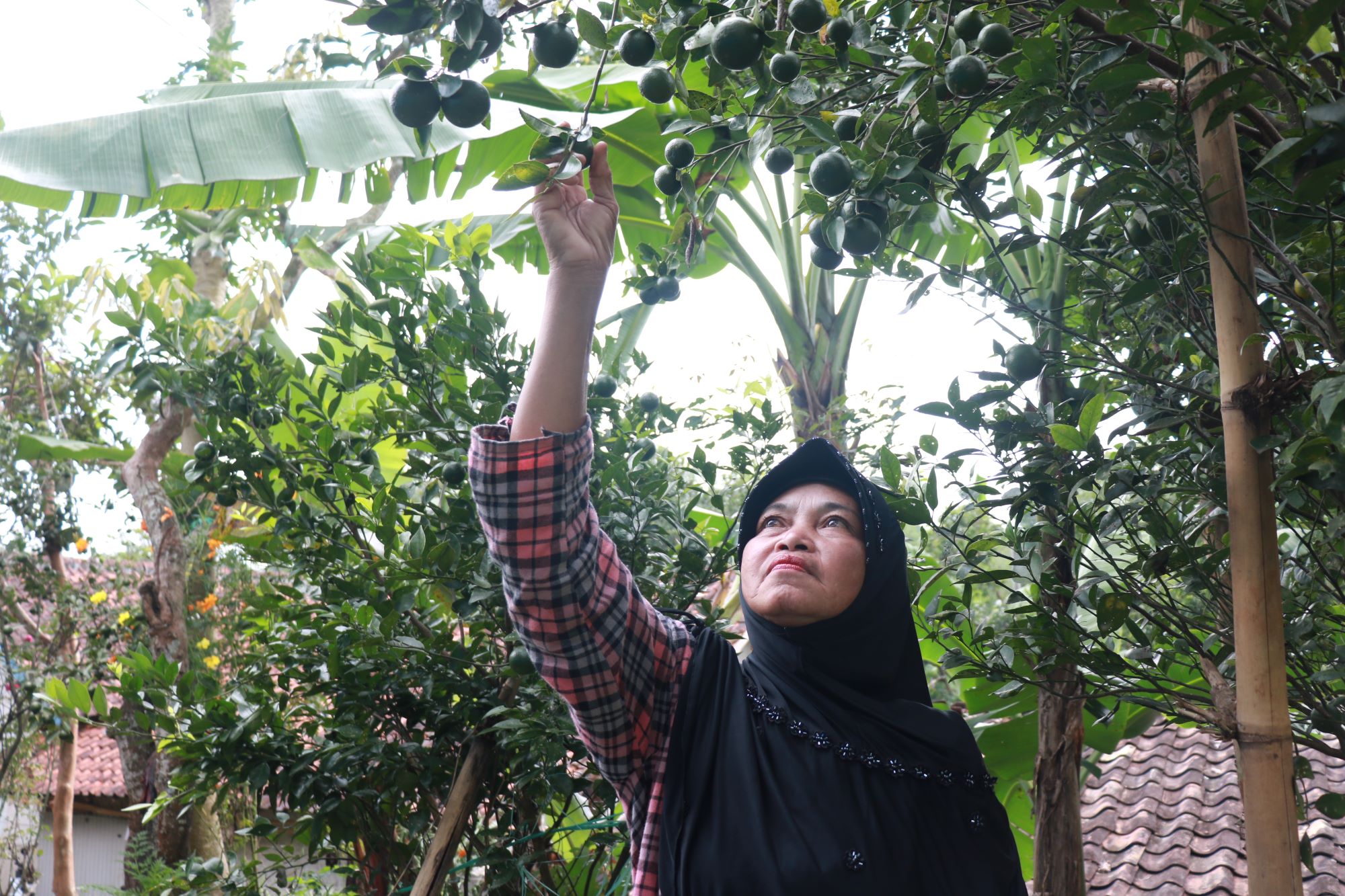 The Story of Euis Maryati: Widowed and Planting Trees to Support Her Family