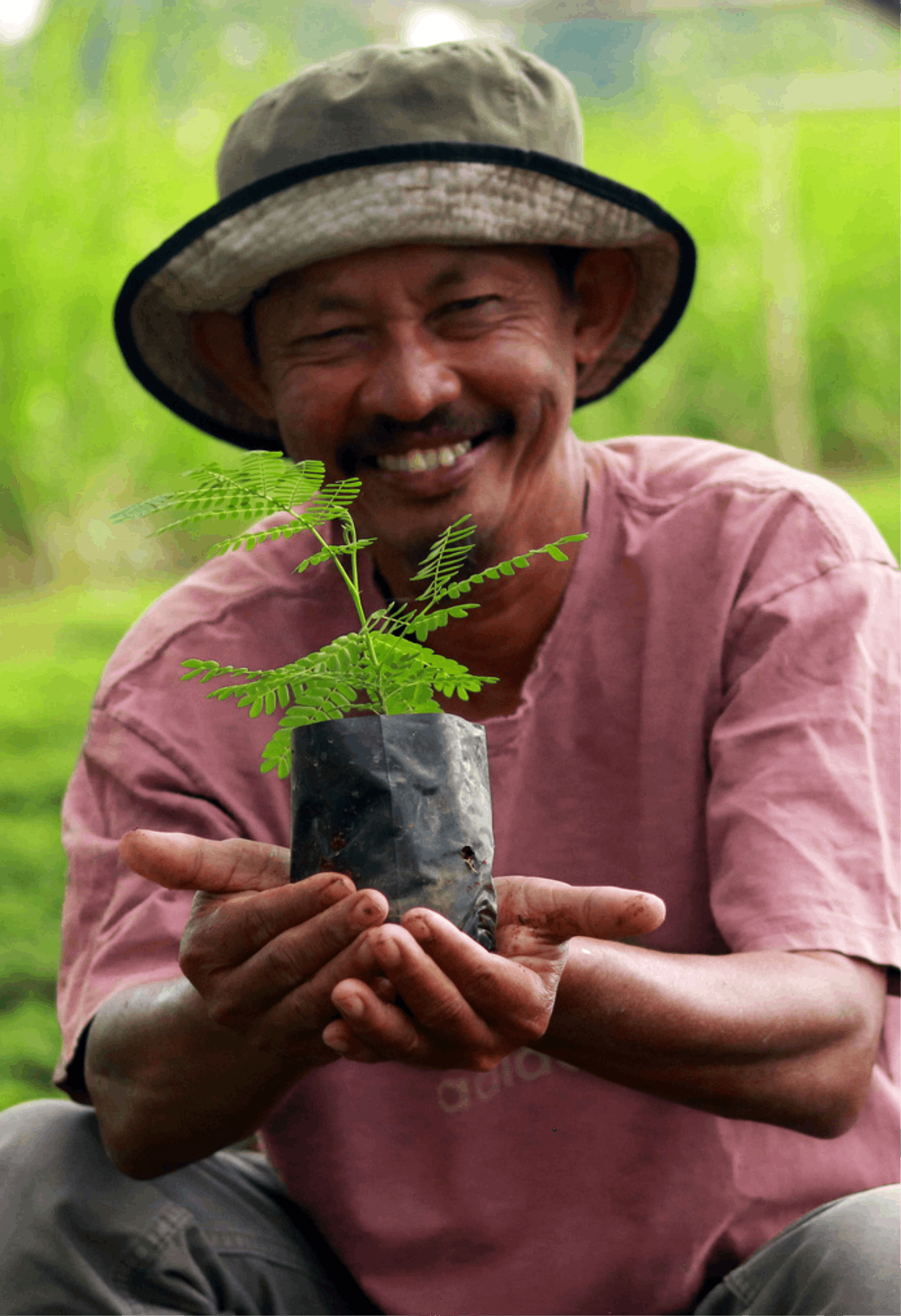 Trees Trade - Trees4Trees - tree planting | donate trees | reforestation