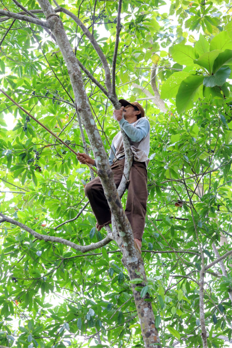 Biodiversity Restoration Impact - Trees4Trees - tree planting | donate ...